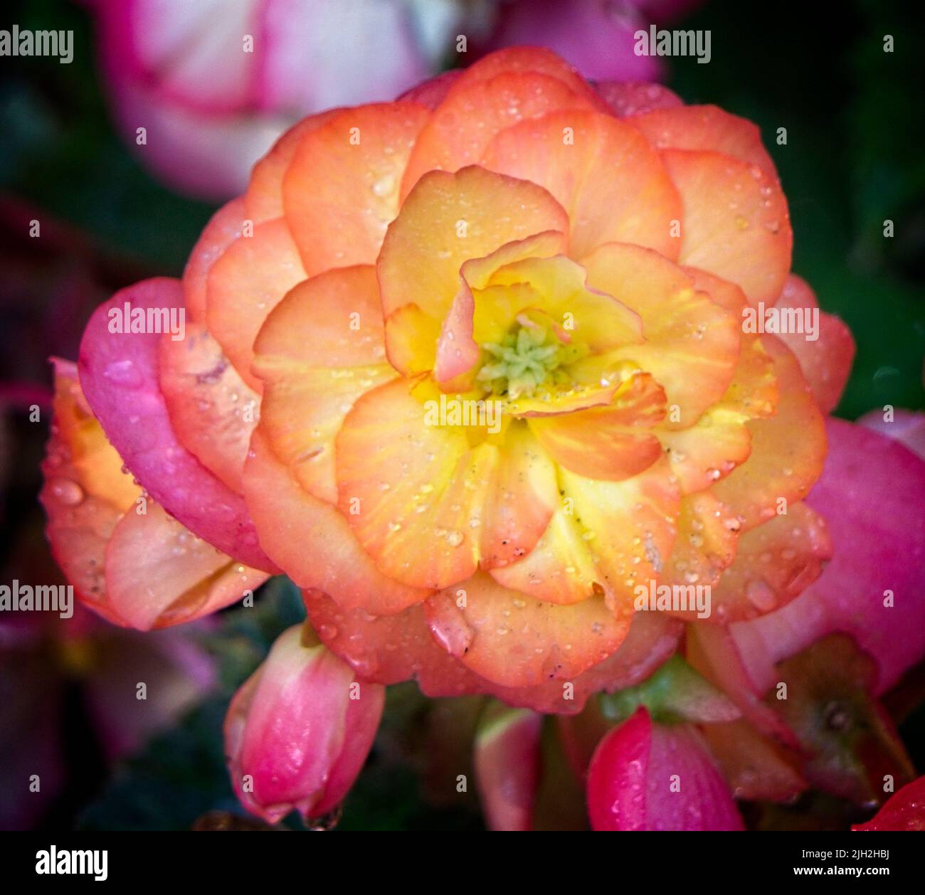 Floribunda roses hi-res stock photography and images - Alamy