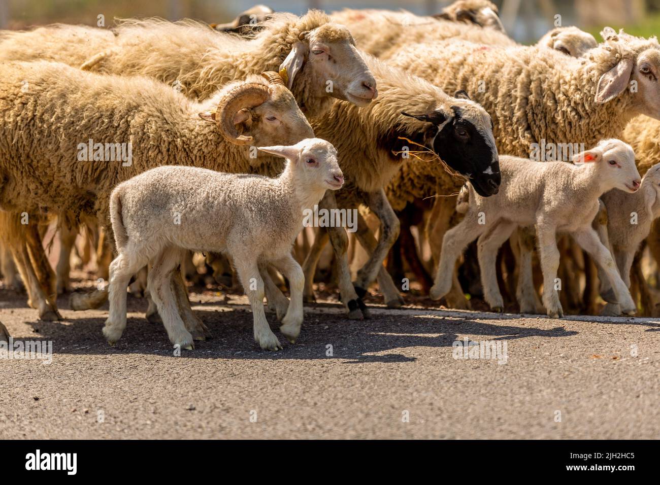 A flock of sheep and a little lamb Stock Photo - Alamy