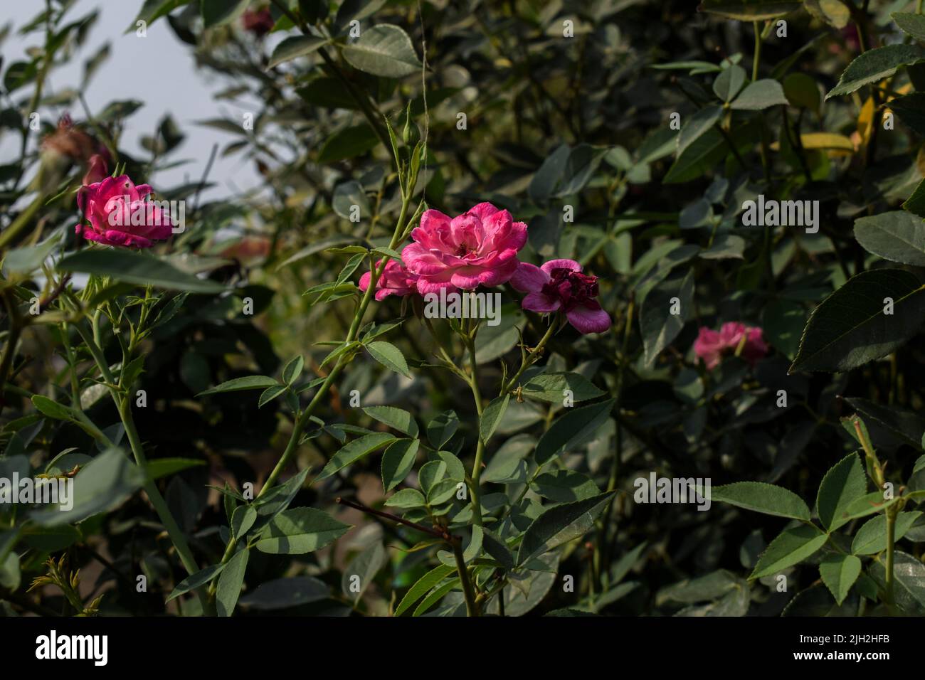 Beautiful pink traditional Indian rose also known as Desi gulab. Pink ...