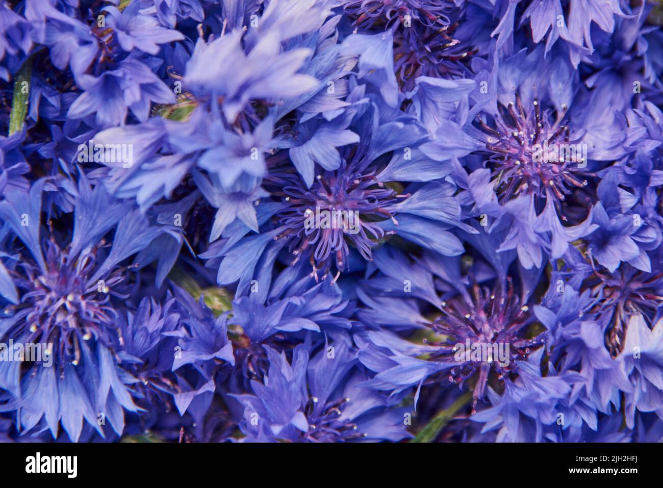 Full frame blue cornflower as a backdrop. Floral background, design ...
