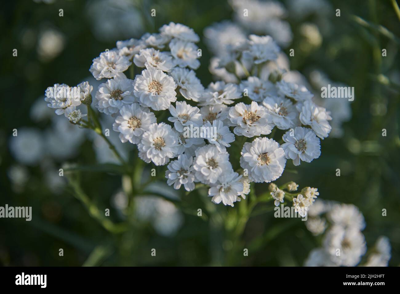 White double gypsophila flowers on a background of green foliage Stock ...