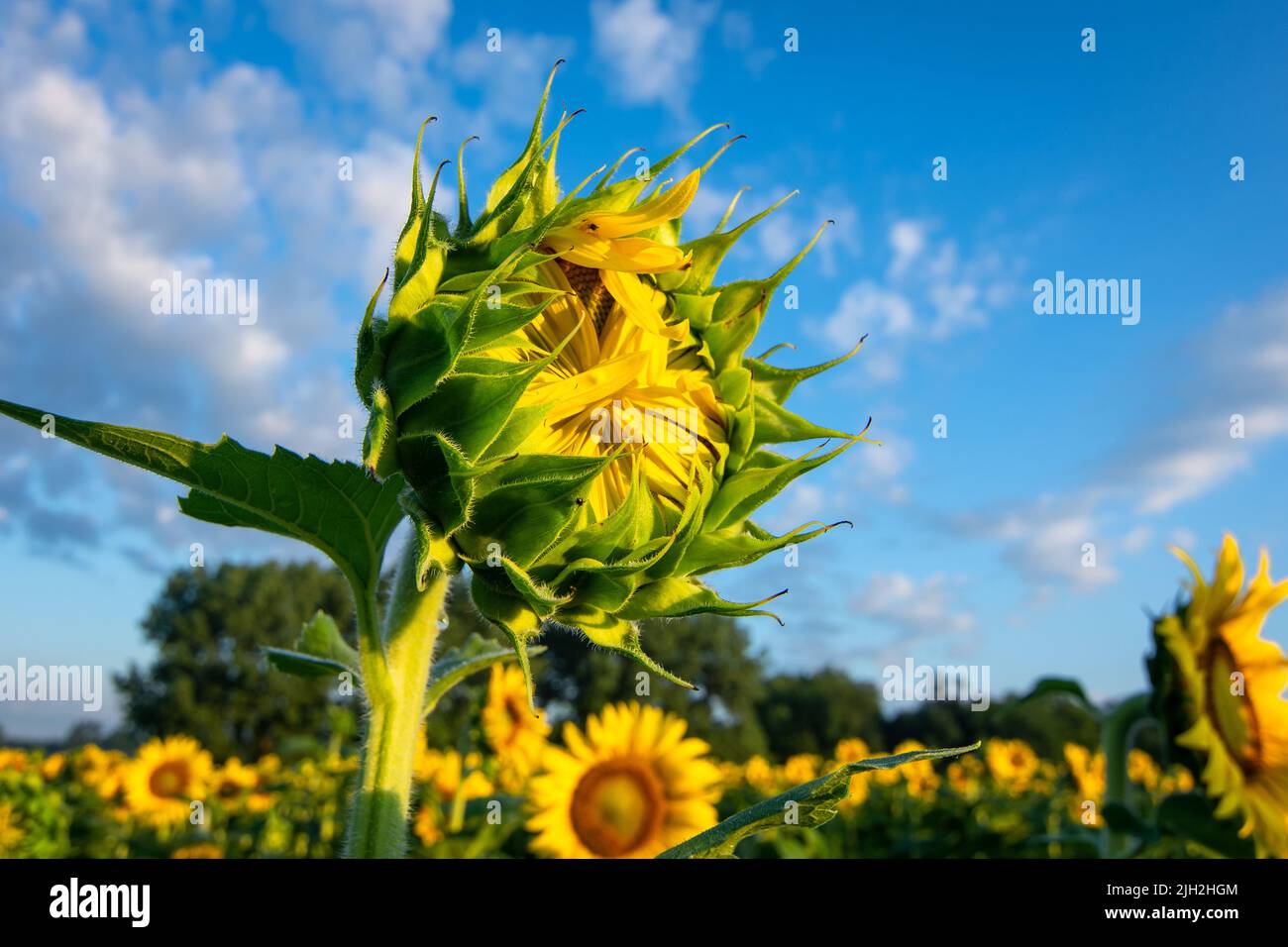 Sunflower field in bloom at sunrise Stock Photo - Alamy
