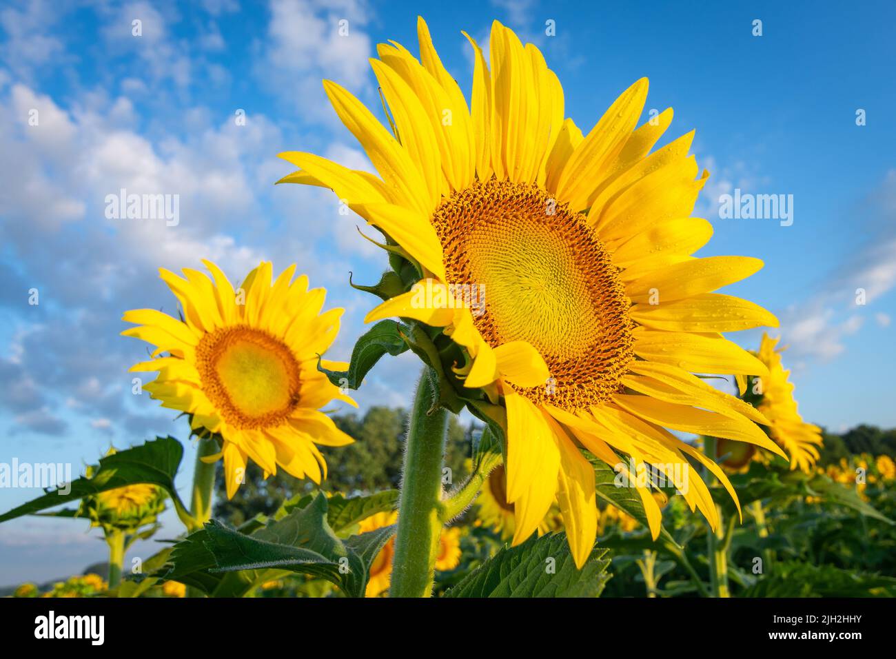 Sunflower field in bloom at sunrise Stock Photo - Alamy