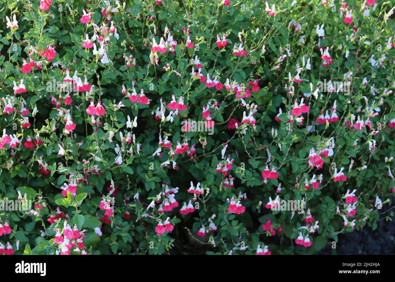 Hot lips plant hi-res stock photography and images - Alamy