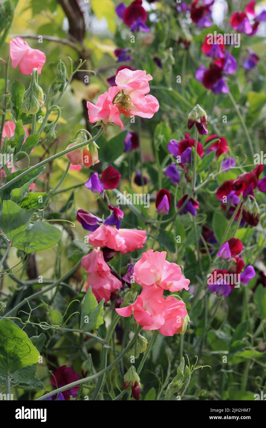 Vibrant coloured sweet peas hi-res stock photography and images - Alamy