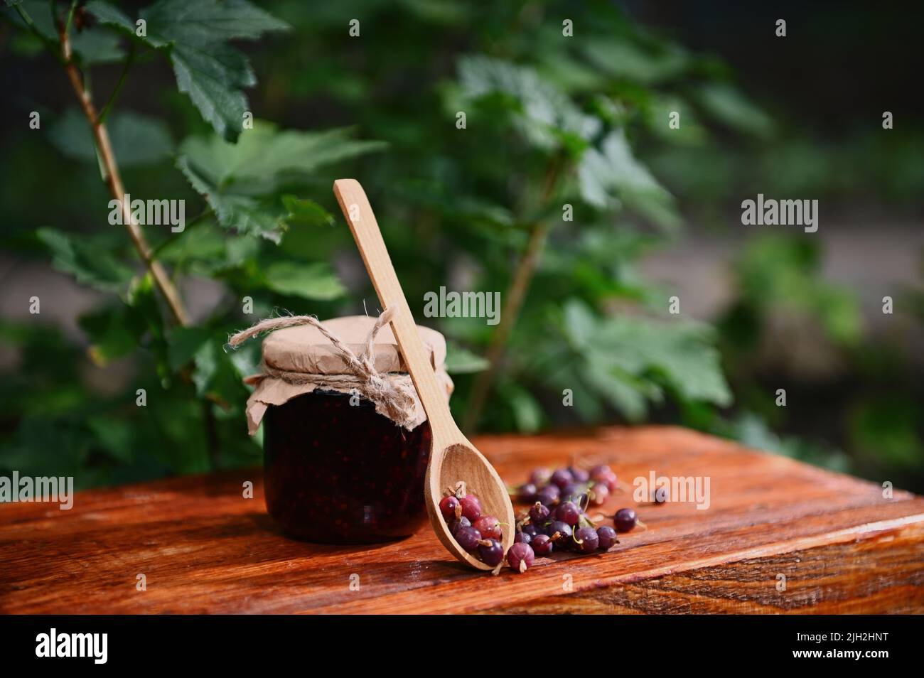 Gooseberry bush in a container hi-res stock photography and images - Alamy