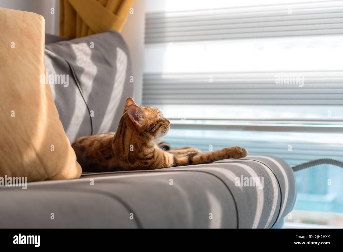 Portrait of a beautiful red Bengal cat with green eyes in the interior ...