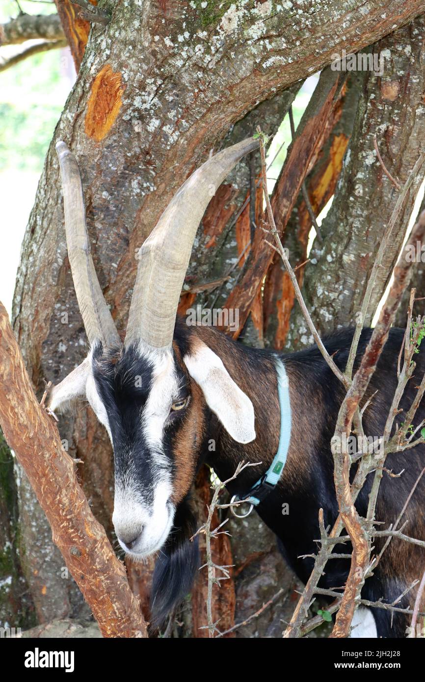 billy goat during summer time under a tree. happy goats enjoy outdoor ...