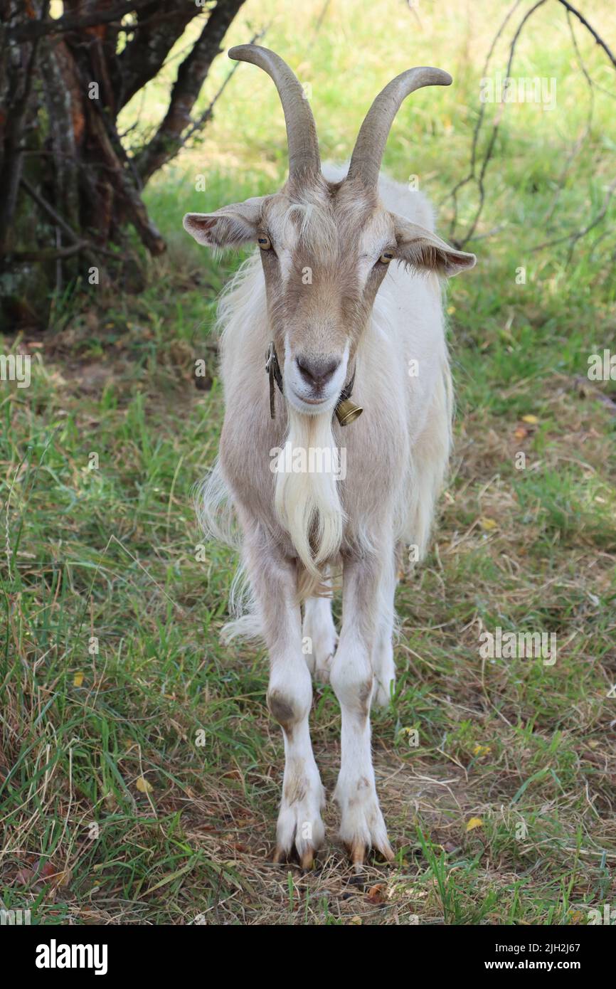 billy goat during summer time under a tree. happy goats enjoy outdoor ...