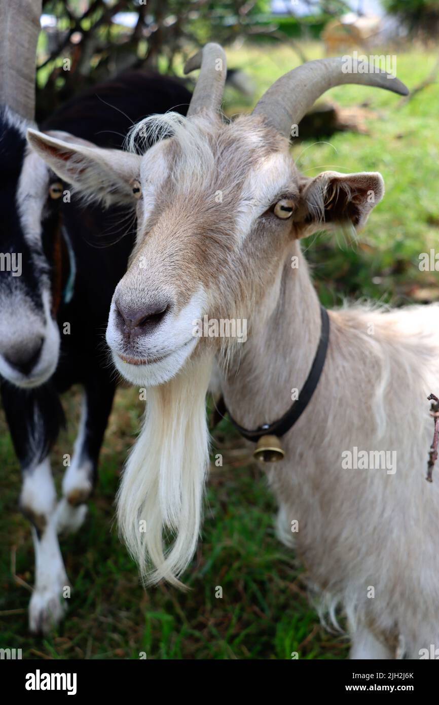 Happy goats hi-res stock photography and images - Alamy