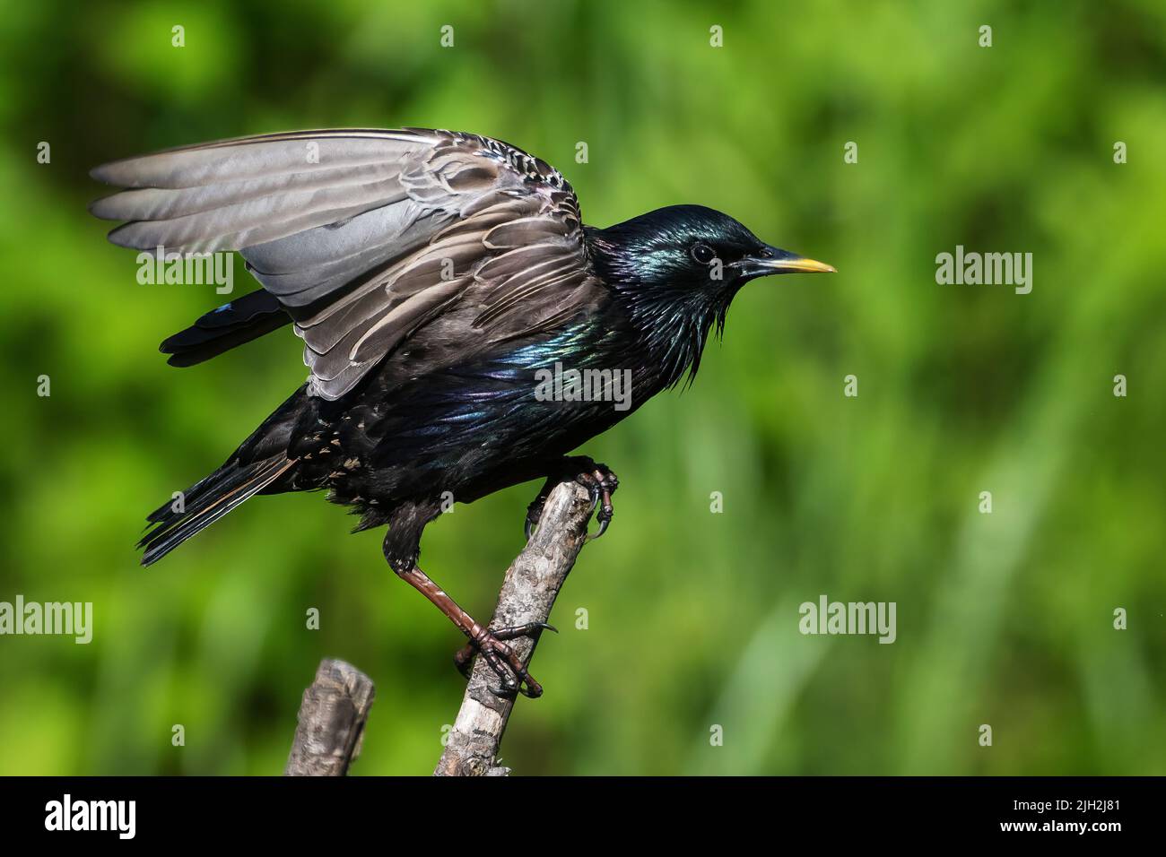 Starling invasive species hi-res stock photography and images - Alamy
