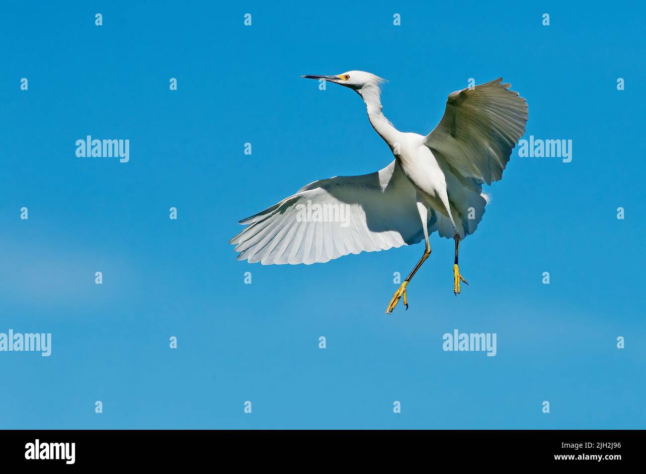 Snowy egret flight Stock Photo - Alamy