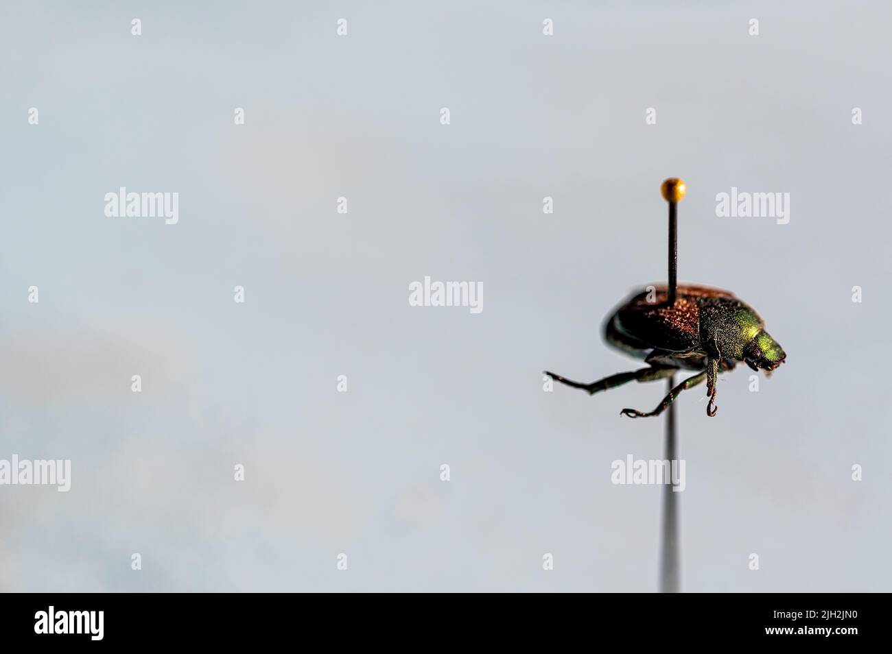 Pinned Japanese beetle specimen in an insect collection Stock Photo - Alamy