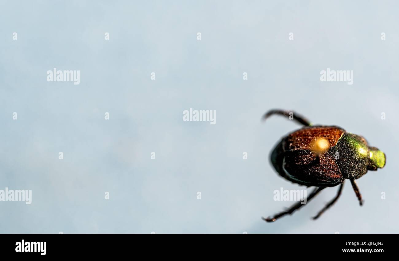 Pinned Japanese beetle specimen in an insect collection Stock Photo - Alamy