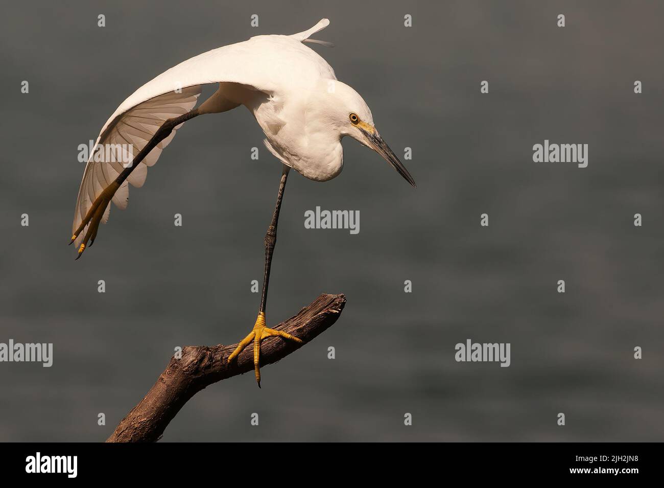 Stretch wing hi-res stock photography and images - Alamy