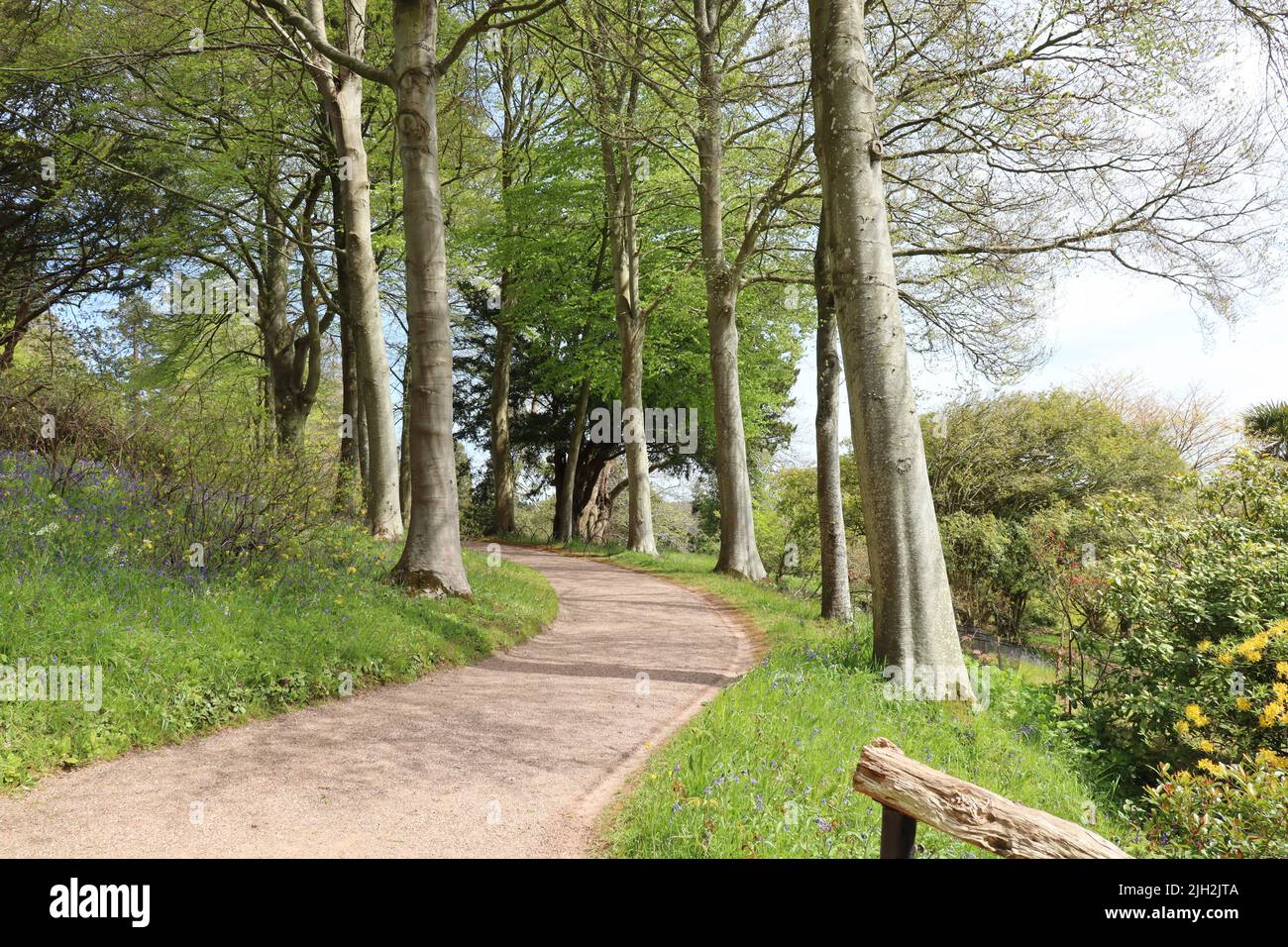 A peaceful pathway curves upwards between two rows of tall trees Stock ...