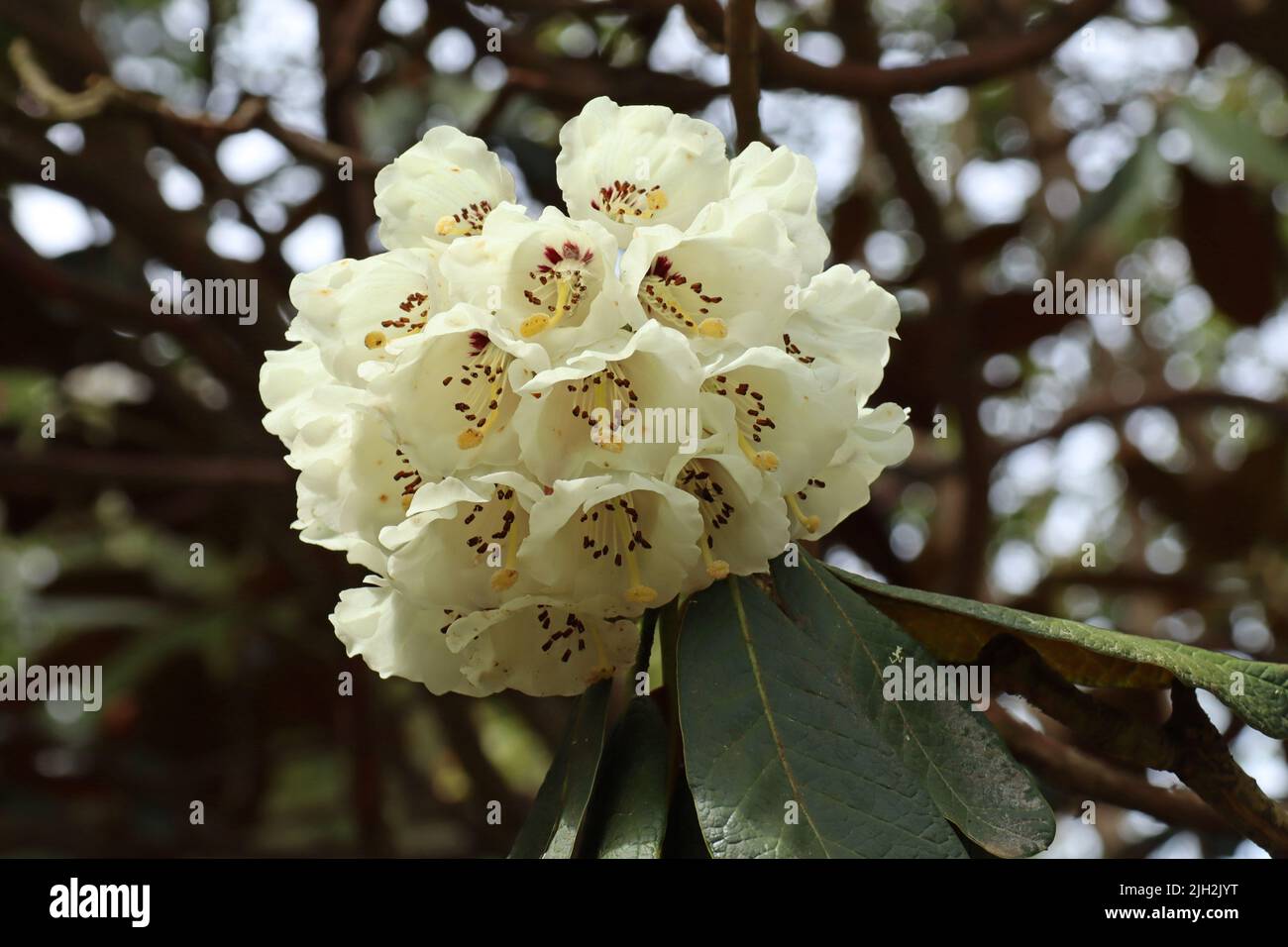 Close up of a cluster of white blossoms Stock Photo - Alamy