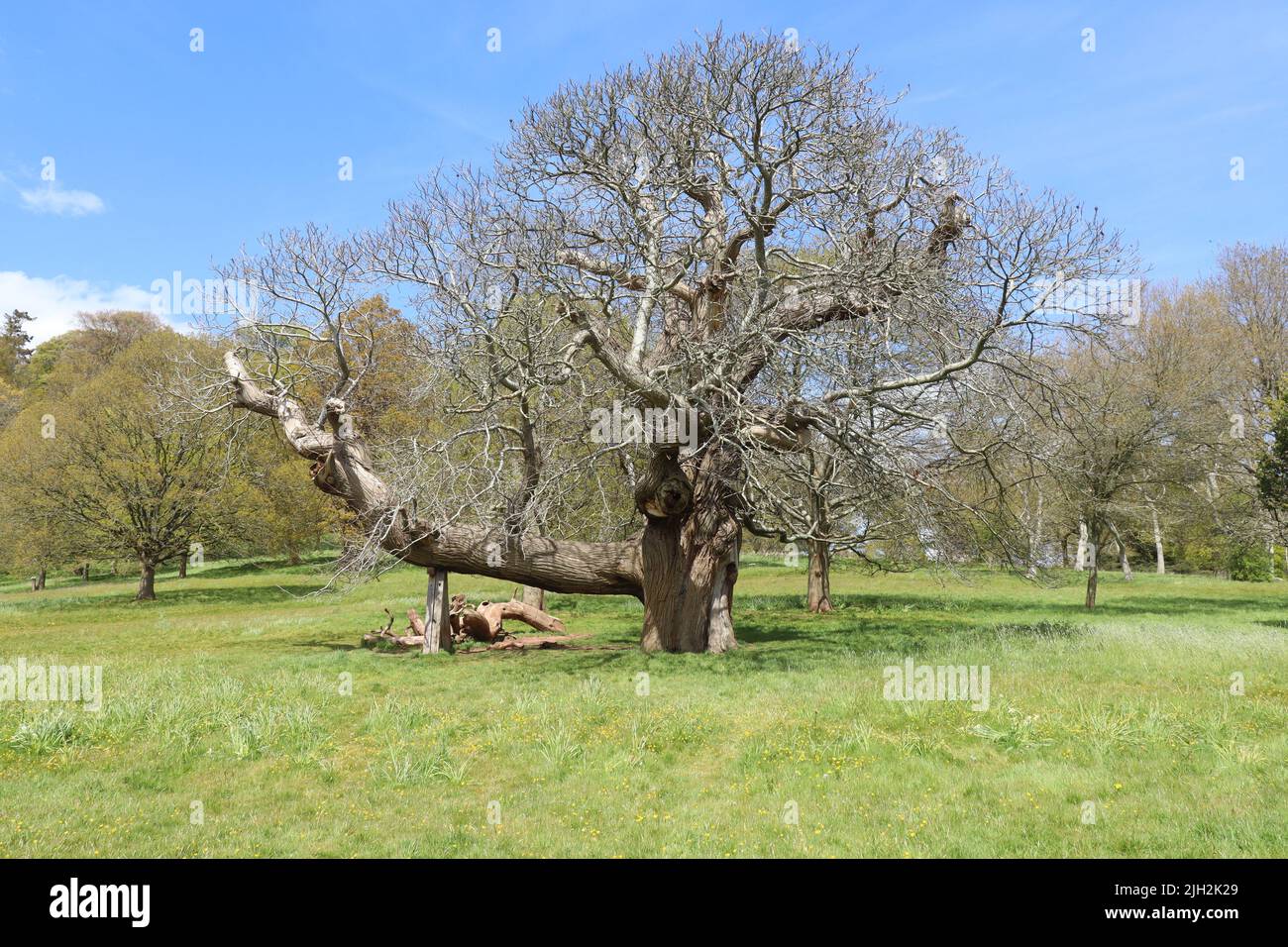 A huge side branch from an old tree is supported by timbers to stop it ...