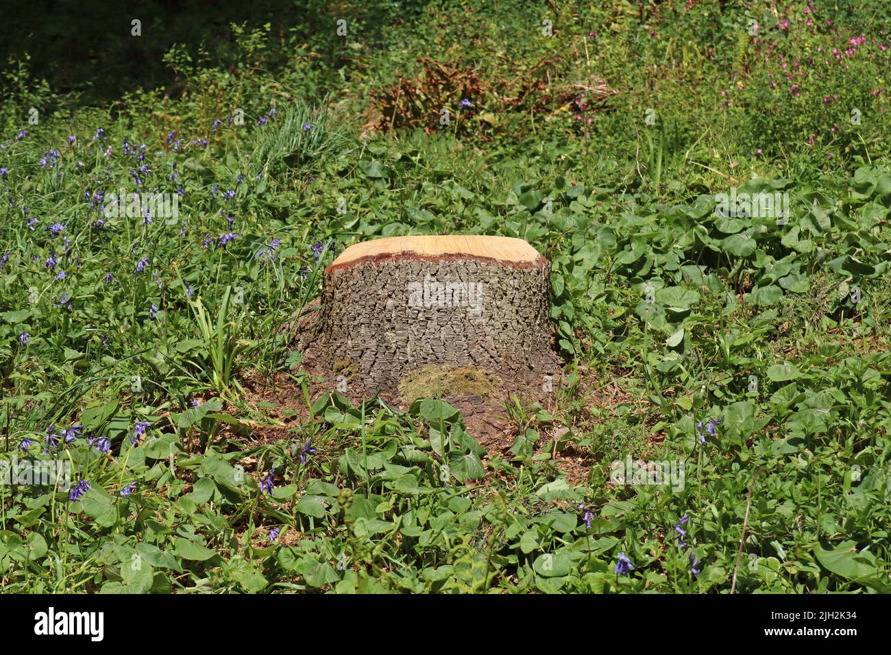 A tree stump that has been cut down and ground for safety reasons Stock ...