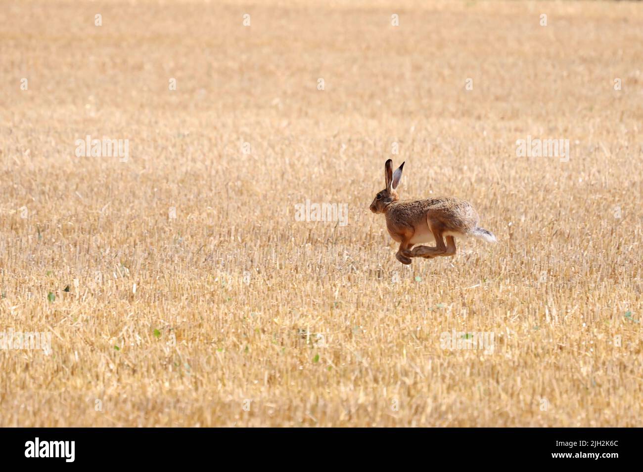 The hare runs across the field from danger Stock Photo - Alamy
