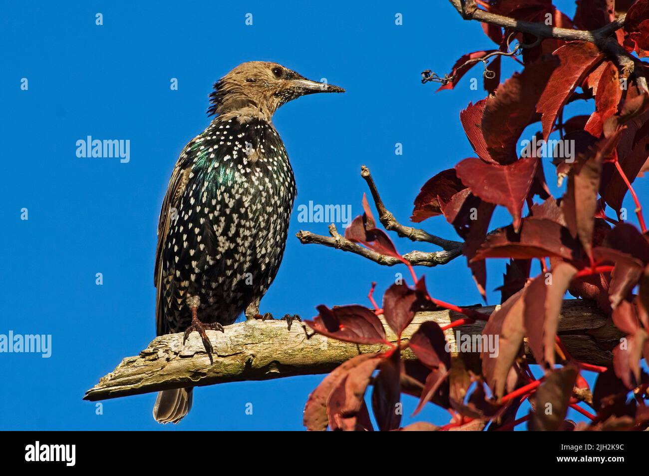 Species of starling hi-res stock photography and images - Alamy