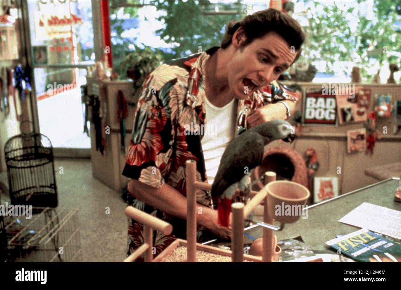JIM CARREY, ACE VENTURA: PET DETECTIVE, 1994 Stock Photo - Alamy JIM CARREY, ACE VENTURA: PET DETECTIVE, 1994 Stock Photo - Alamy