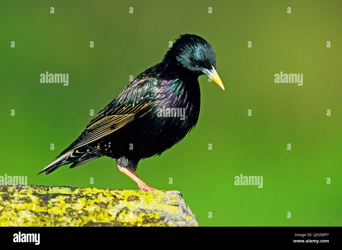 Breeding plumage starling hi-res stock photography and images - Alamy