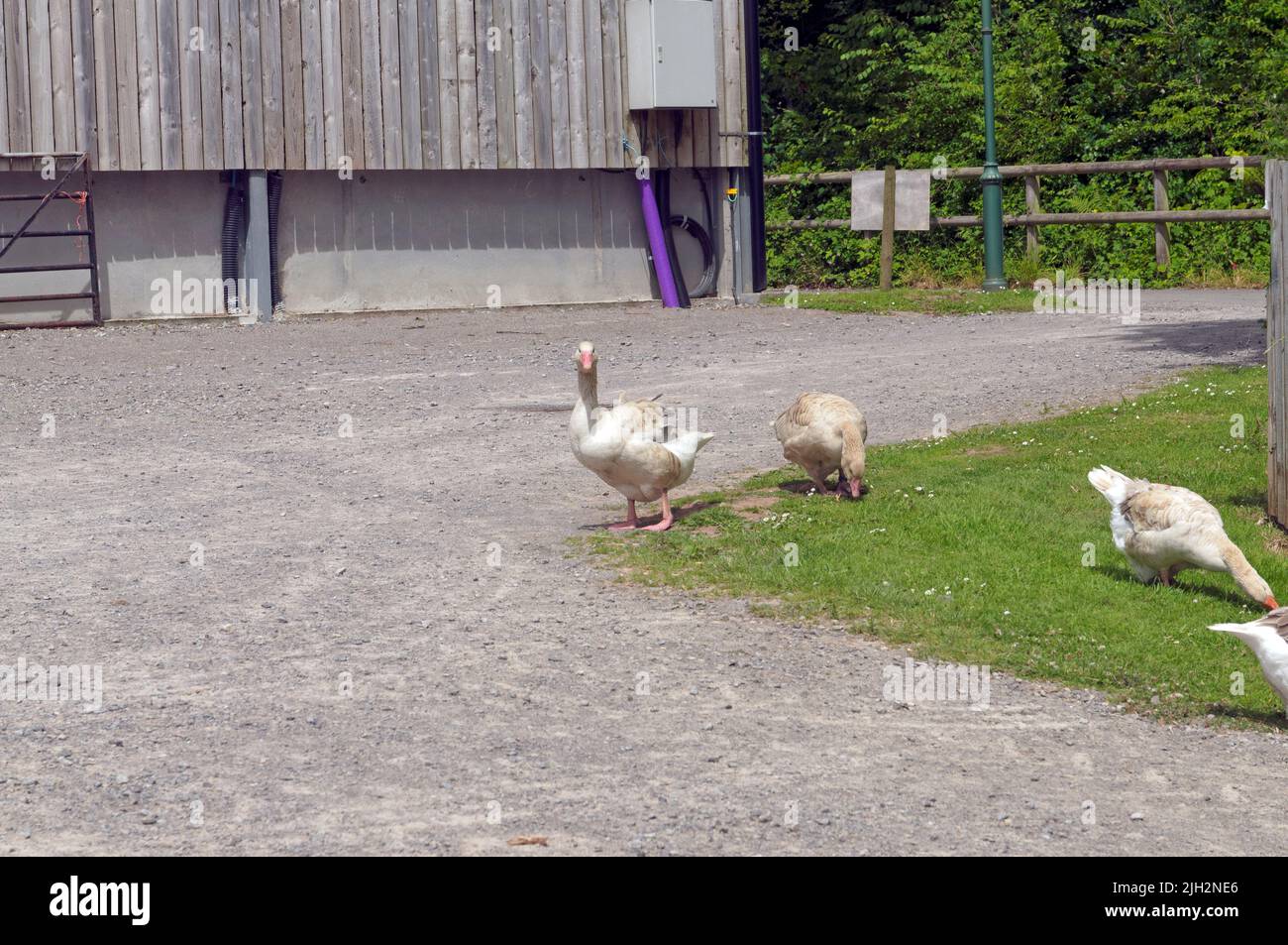 Farmyard geese. St Fagans / Sain Ffagan. Summer 2022. July Stock Photo ...