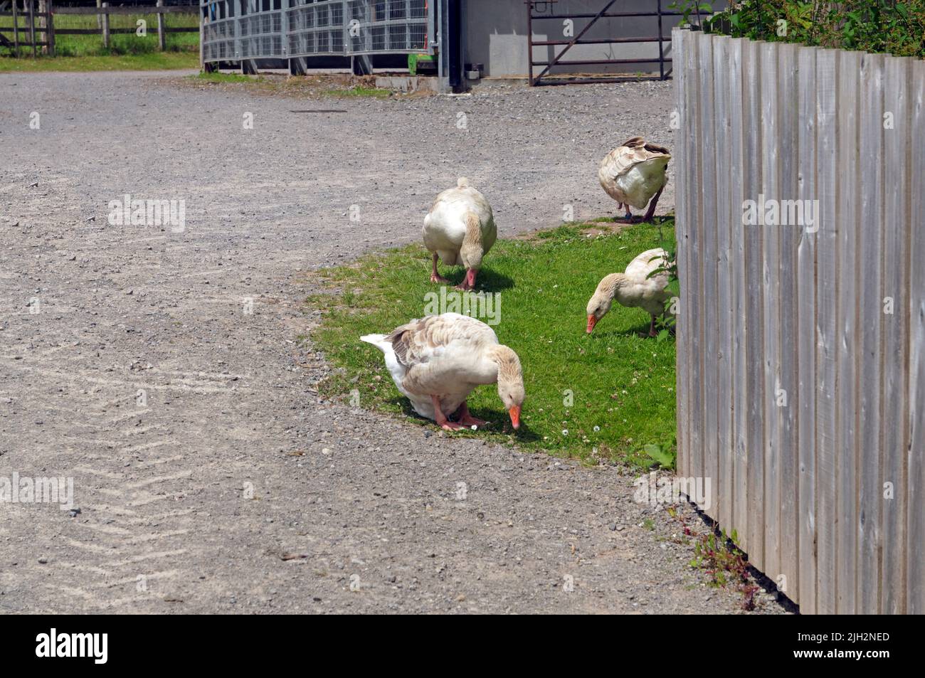 Farmyard geese. St Fagans / Sain Ffagan. Summer 2022. July Stock Photo ...