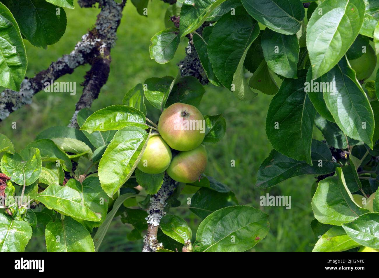 Apple tree, St Fagans / Sain Ffagan. Summer 2022. July Stock Photo - Alamy