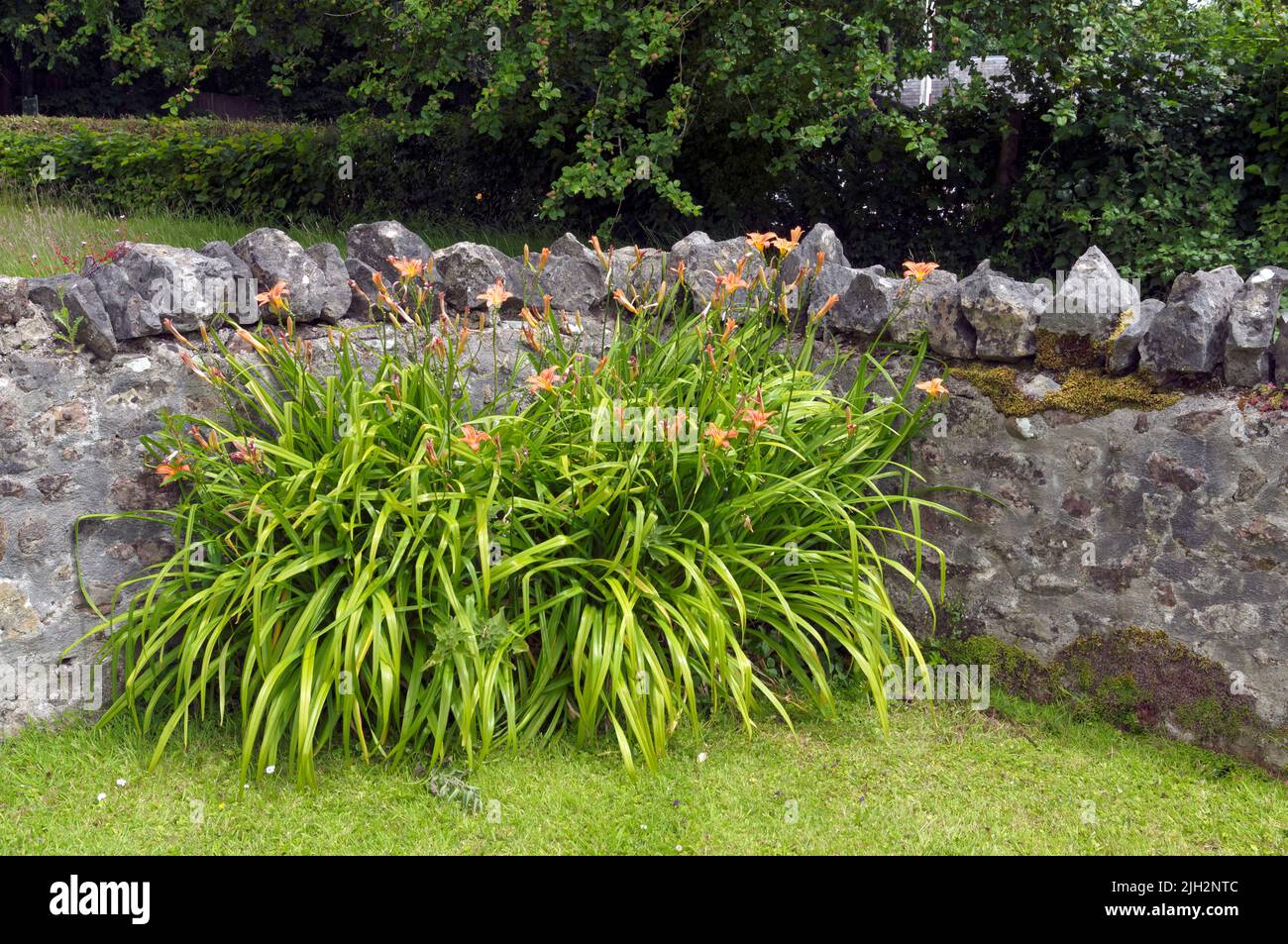 Lilly corner St Fagans / Sain Ffagan. Summer 2022. July Stock Photo - Alamy