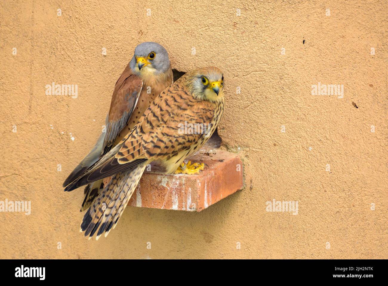 Xoriguer petit falco naumanni hi-res stock photography and images - Alamy
