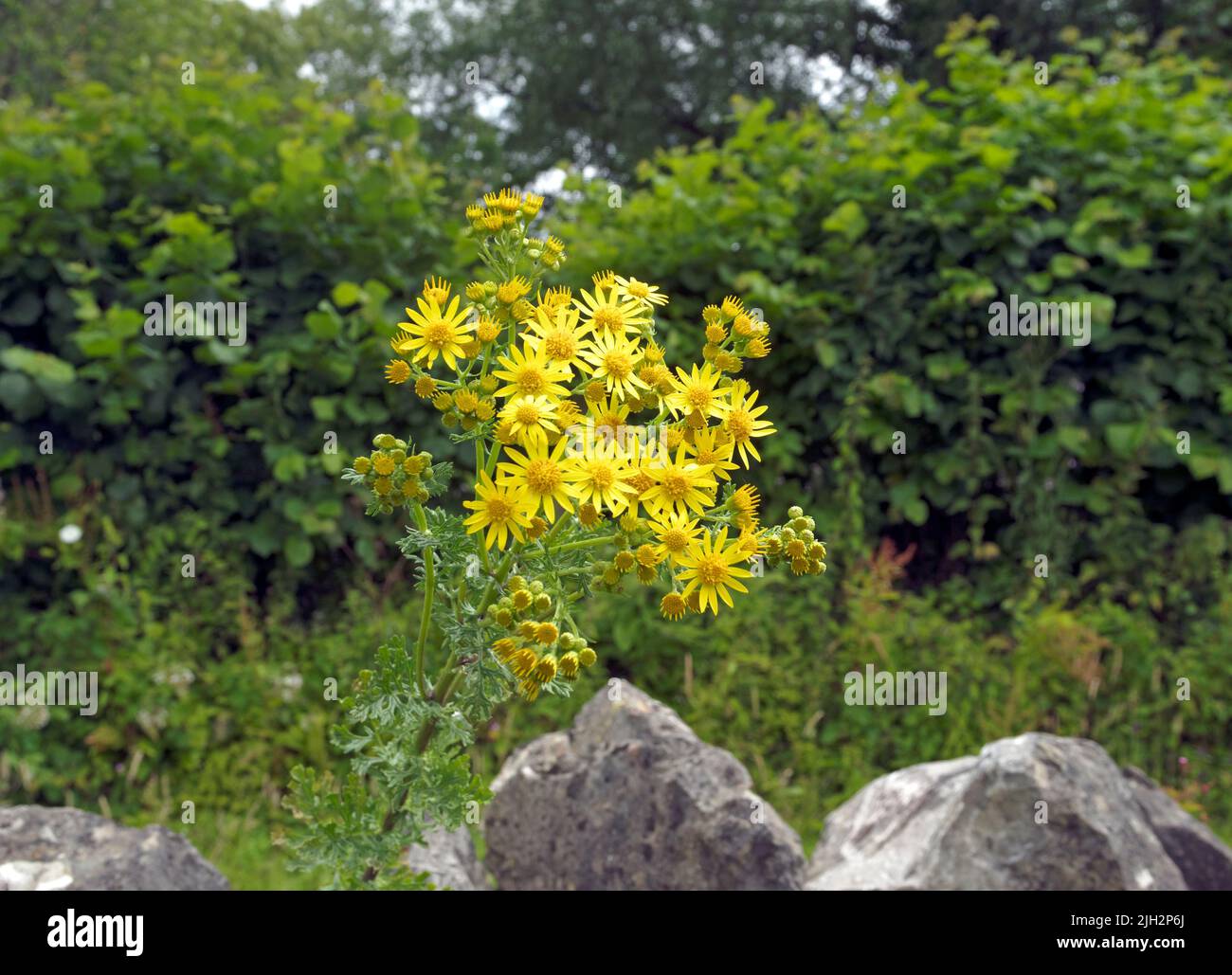 Tansy Ragwort Horses