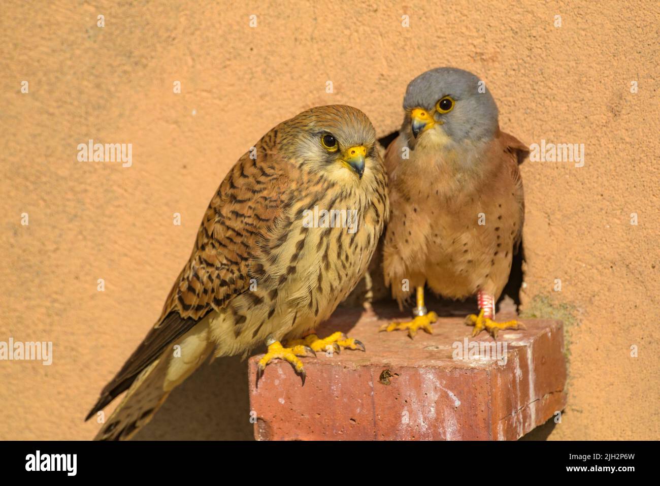 Xoriguer petit falco naumanni hi-res stock photography and images - Alamy