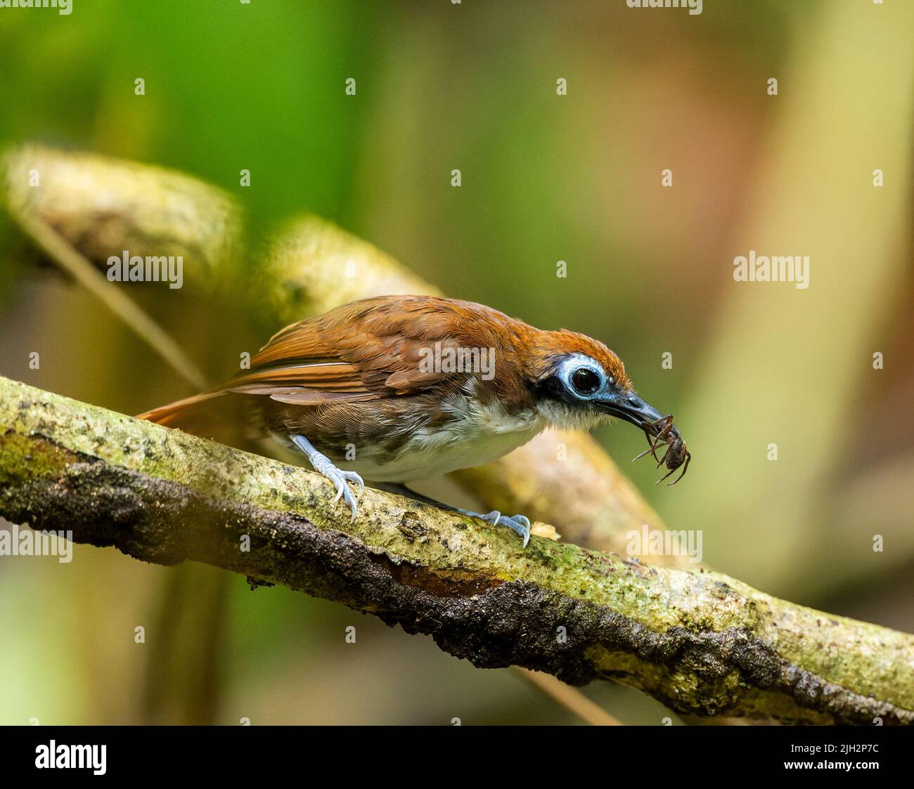 Bi Coloured antbird eating an ant in Carara National Park, Costa Rica ...