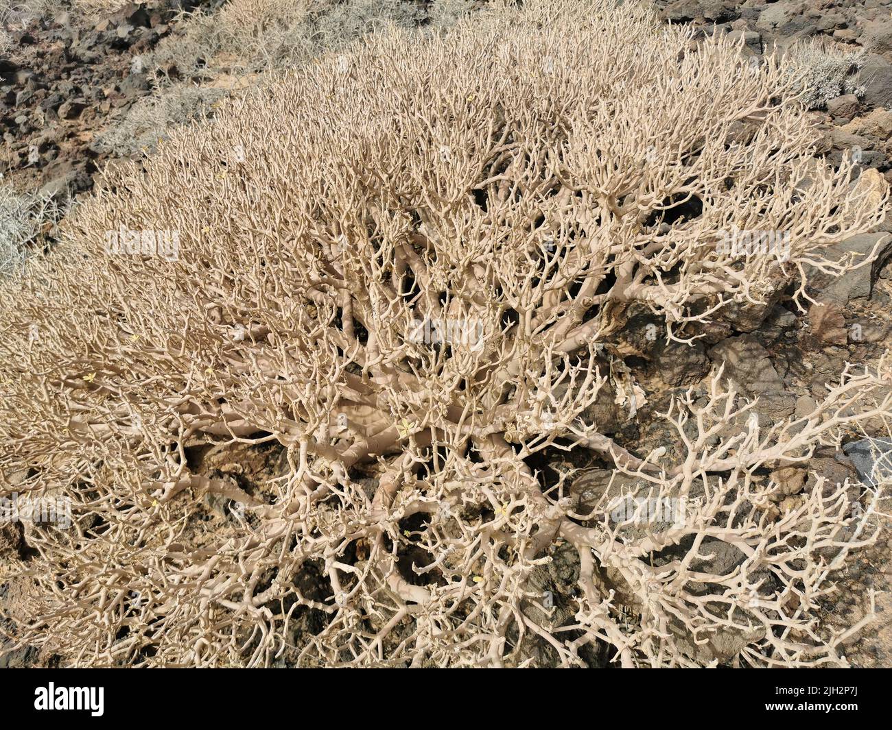 Russian Thistle Weed