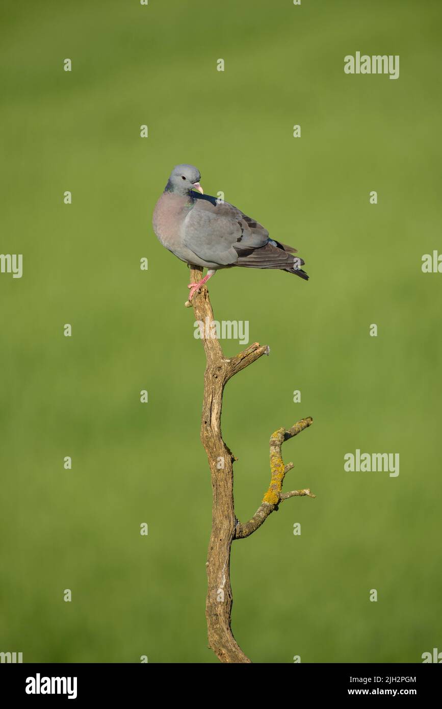 Paloma de la naturaleza hi-res stock photography and images - Alamy