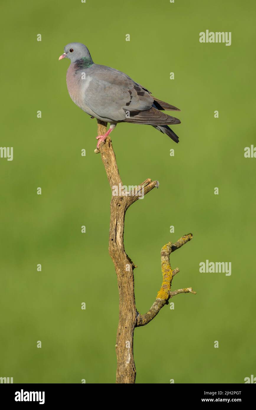 Paloma de la naturaleza hi-res stock photography and images - Alamy