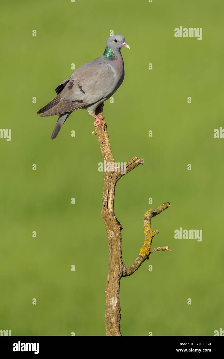 Paloma de la naturaleza hi-res stock photography and images - Alamy