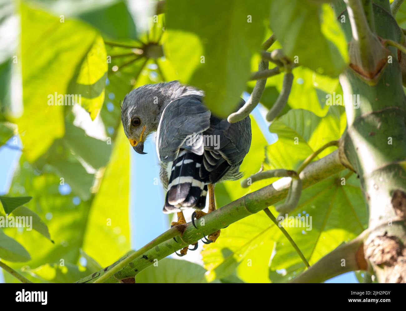 Mexican hawk hi-res stock photography and images - Alamy