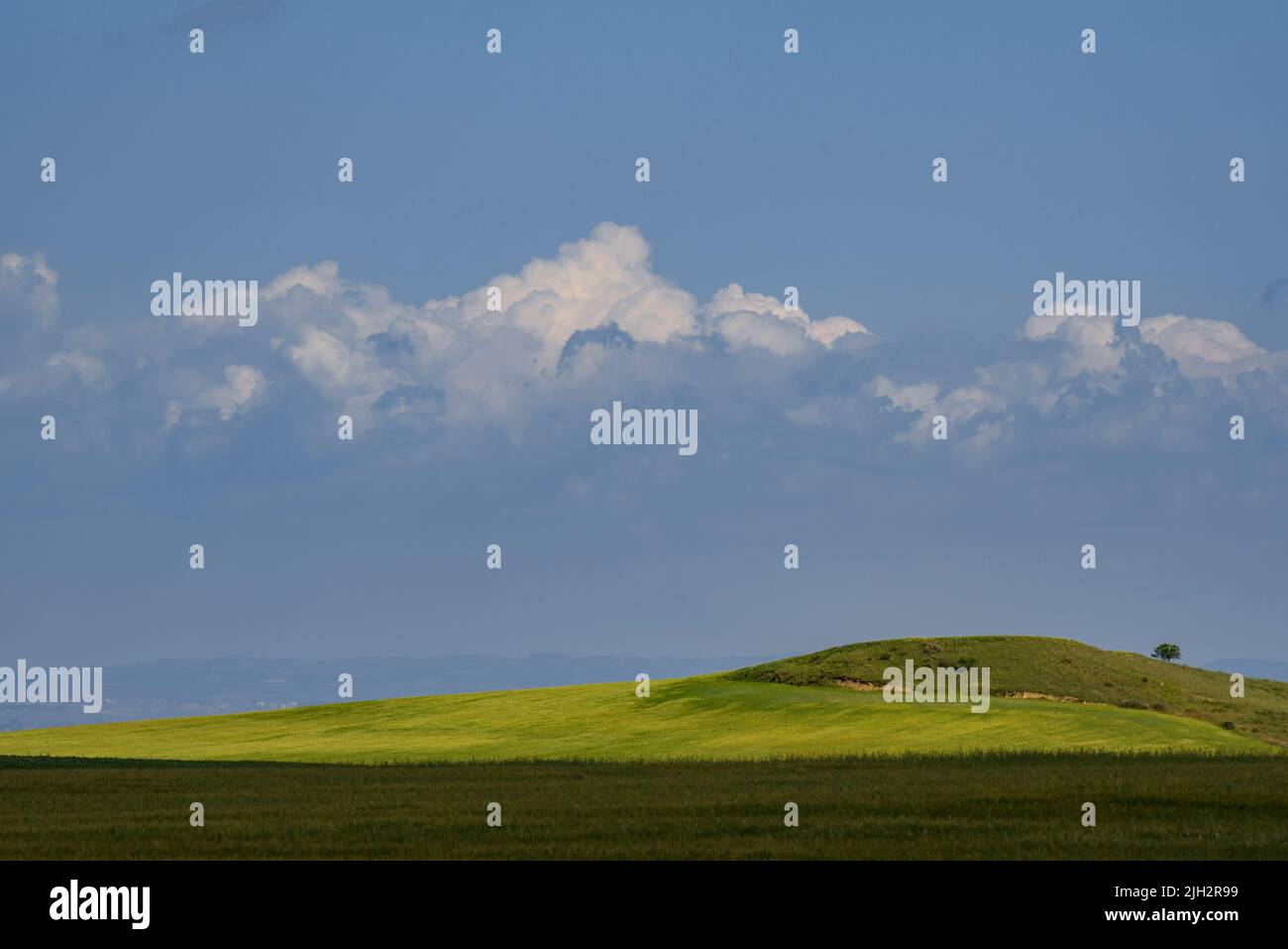 Green fields in spring in the drylands of the Lleida plain (northern ...