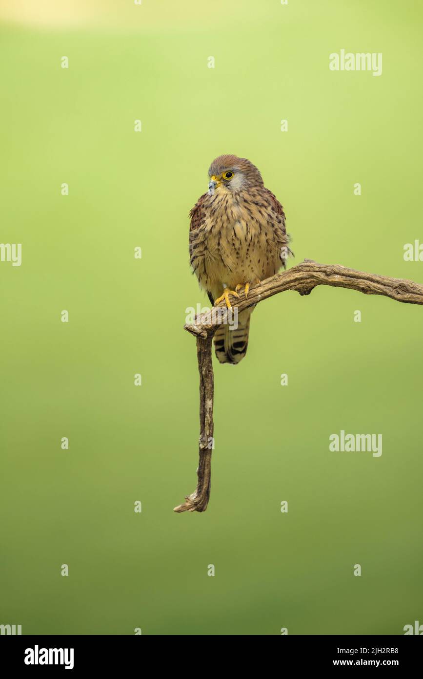 Paysage de faucon hi-res stock photography and images - Alamy