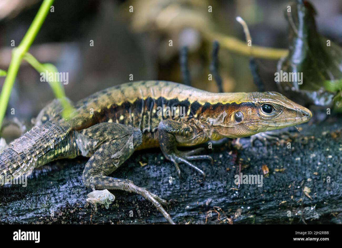 Mid sized lizards hi-res stock photography and images - Alamy
