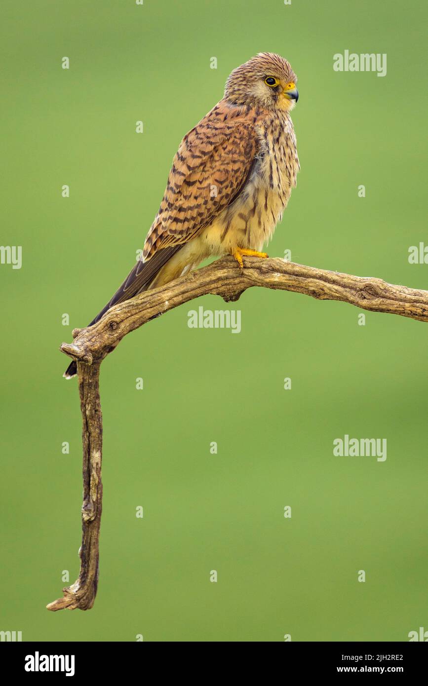 Lesser kestrel (Falco naumanni) in the drylands of the Lleida plain in ...