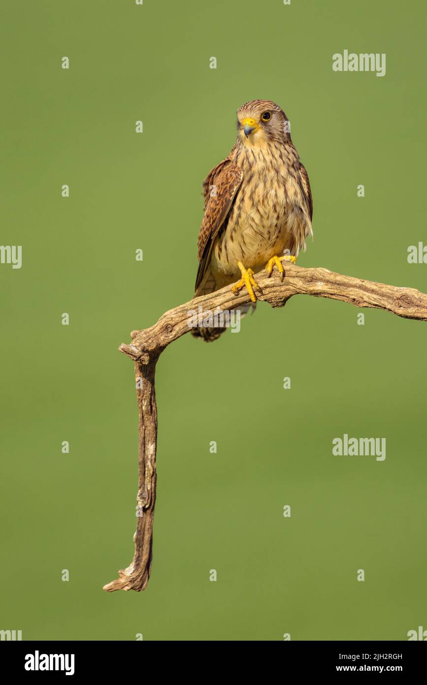 Fauna españa aves hi-res stock photography and images - Alamy