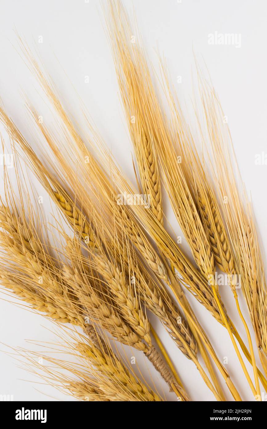 Wheat and barley on a white background Stock Photo - Alamy