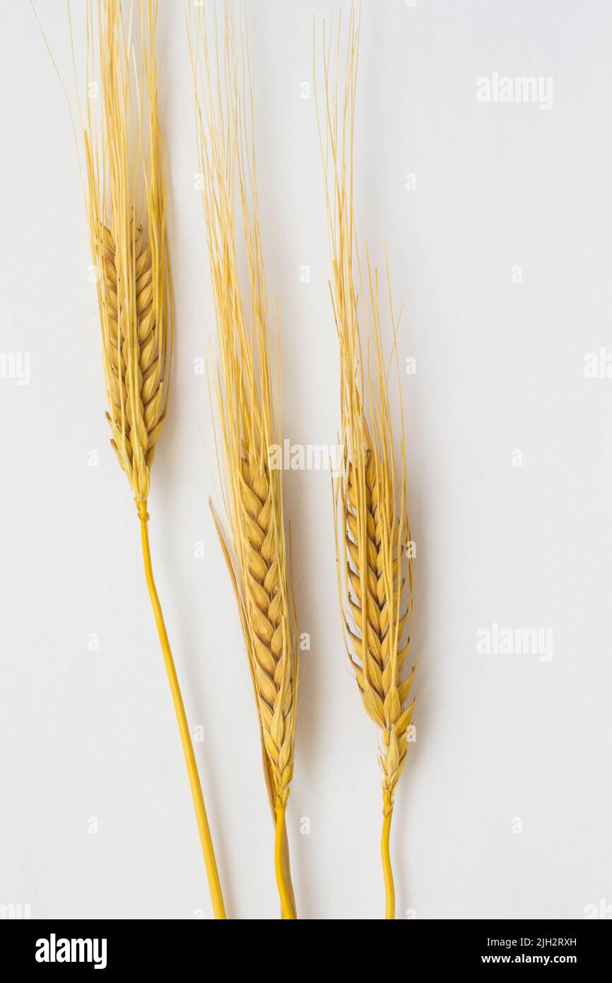 Three twigs of barley on a white background Stock Photo - Alamy