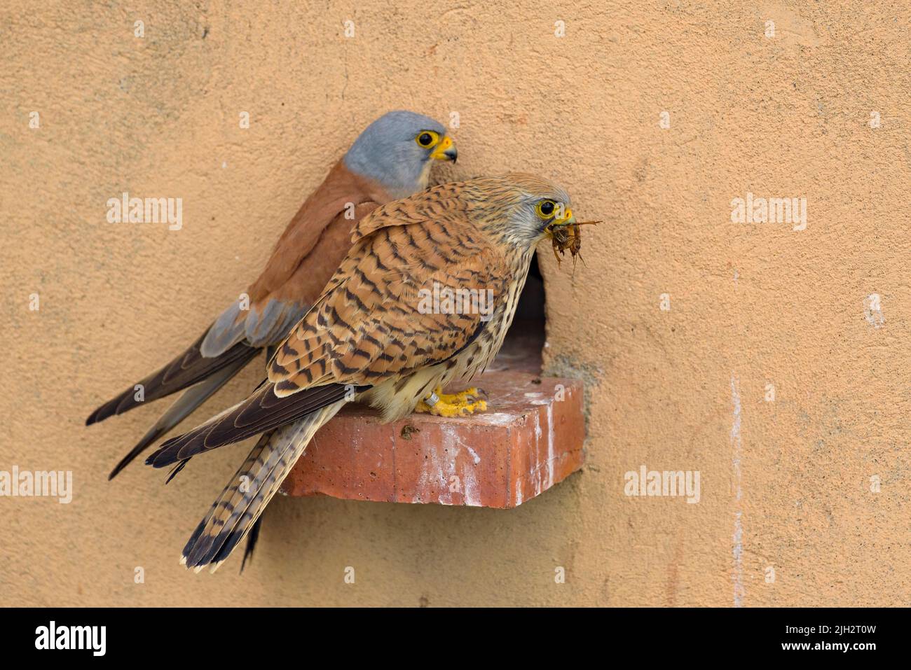 Paysage de faucon hi-res stock photography and images - Alamy