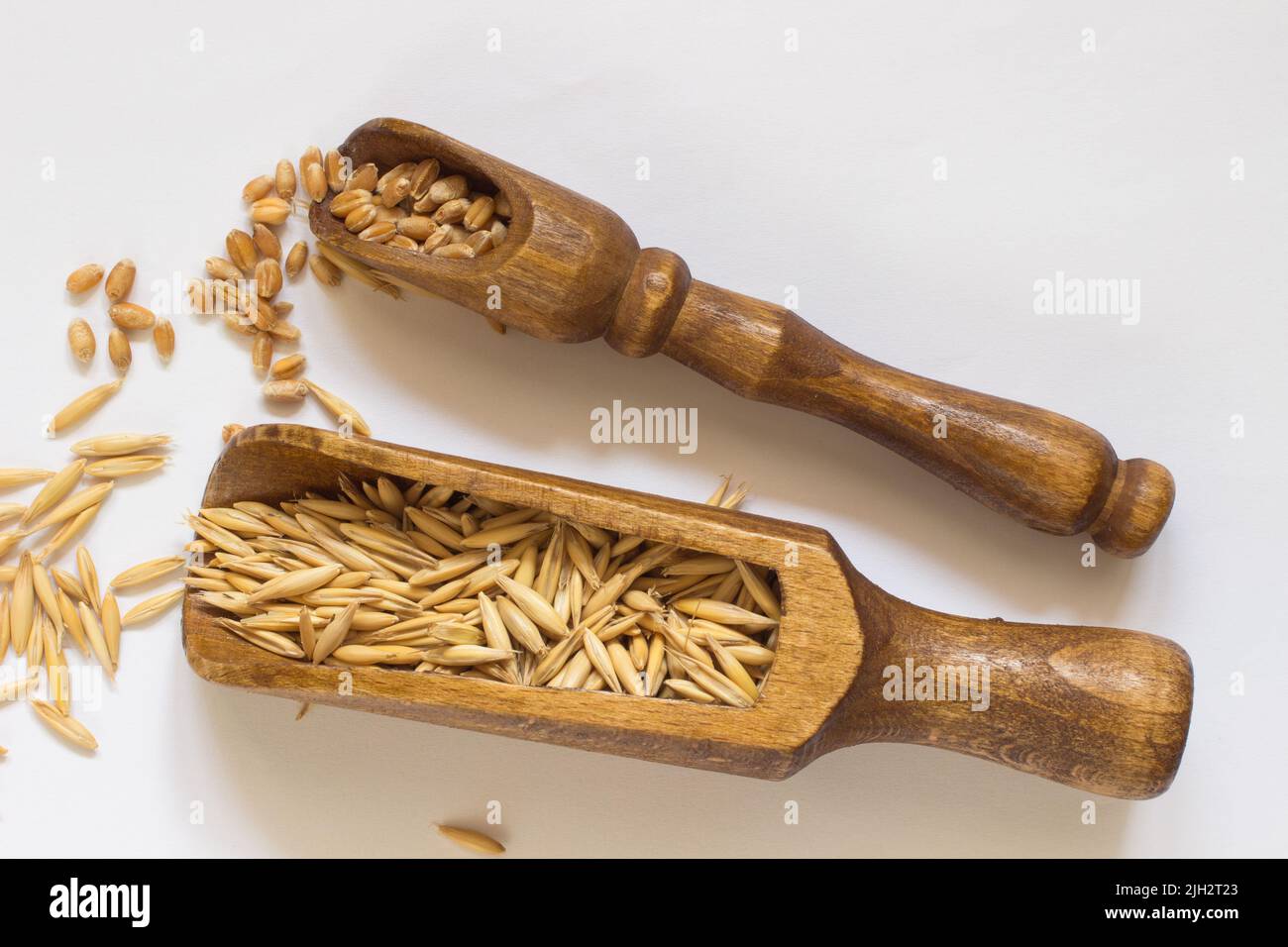 Wheat grains in small wooden spoon. Grains of oats in a large wooden ...