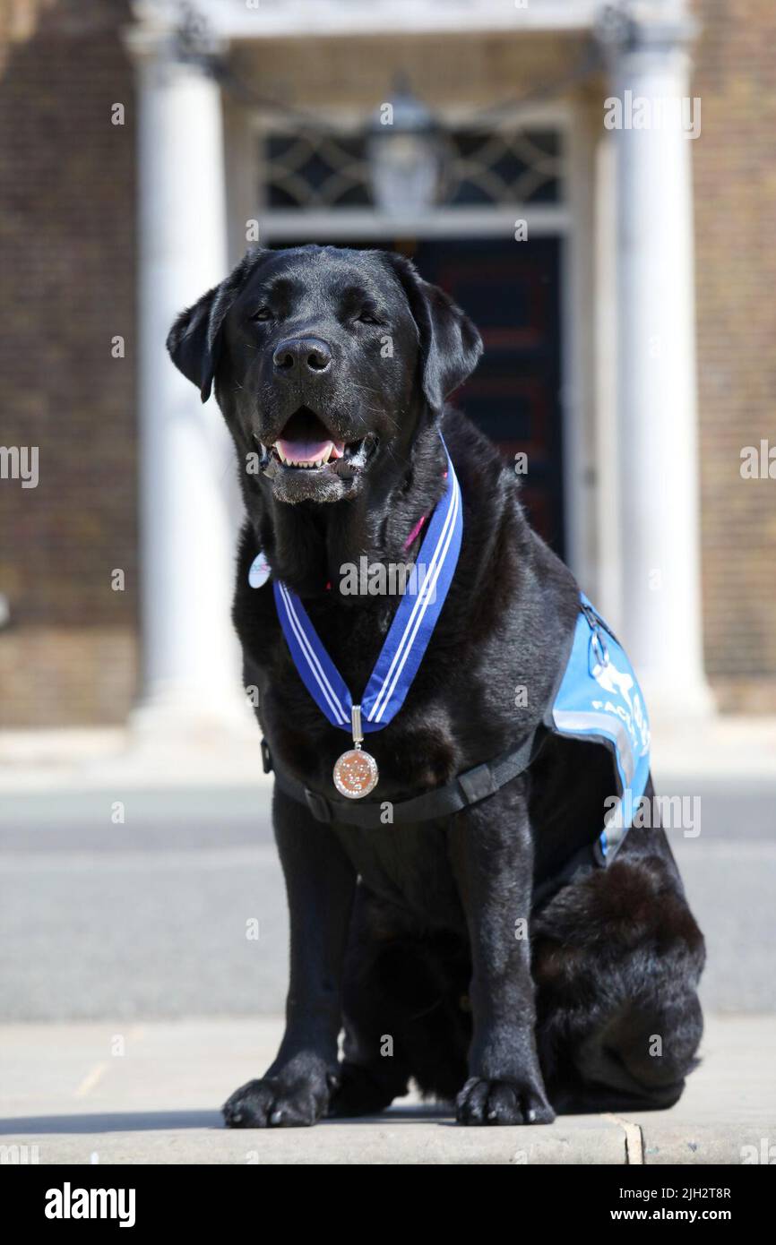 Handout photo issued by the PDSA of Oliver, 6, a black labrador wearing ...